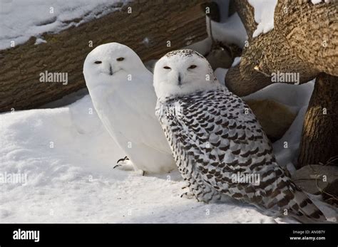 Männliche Und Weibliche Schnee Eulen Stockfotografie Alamy