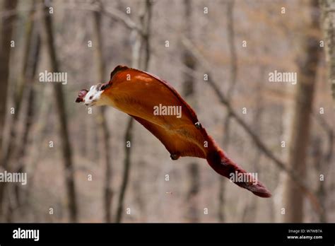 Chinese Giant Flying Squirrel