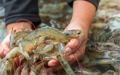 Hatchery Feed Management Aquaculture Technology Provider Develops Real Time Ai Based Analytics