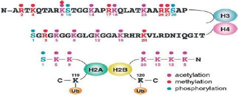 Major Sites Of Histone Modifications Download Scientific Diagram