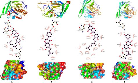 Binding Interactions Of Compounds 1 4 With Blg The Tube Model Shows