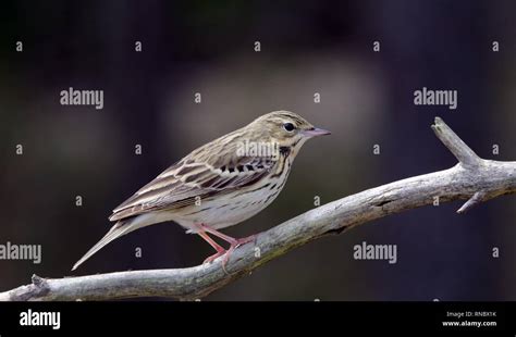 Tree Pipit Anthus Trivialis Stock Photo Alamy