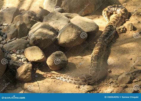 Portrait Of An Adult Reticulated Python Close Up Blur Background Photo Stock Photo Image Of
