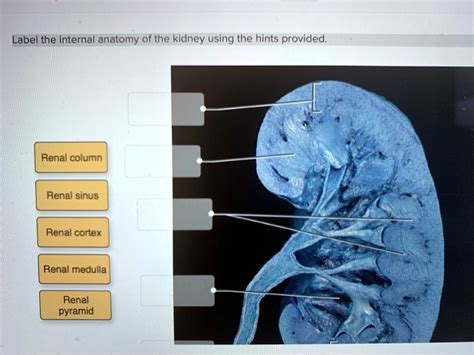 label the structures of the bone using the hints prov