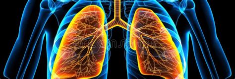 Common Respiratory Infections Pneumonia Bronchitis Tuberculosis