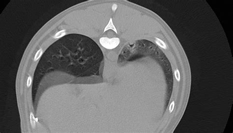 Sepsis In The Dog Vet Focus