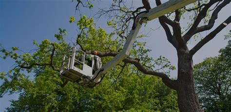 Tree Maintenance Gold Coast Tree Menders Tree Care