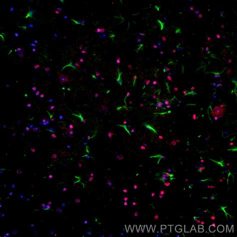 Flexable Biotin Antibody Labeling Kit For Mouse Igg2a Kfa047 Proteintech