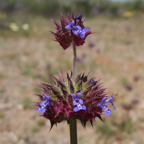 Image By Johnida Dockens Chia” Chia Sage Salvia Columbariae