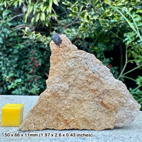 Fossil Fish Scale Cretaceous Era Genuine Specimen Cert Of Authenticity Etsy Fossil Fish Scale Cretaceous Era Genuine Specimen Cert Of Authenticity Etsy