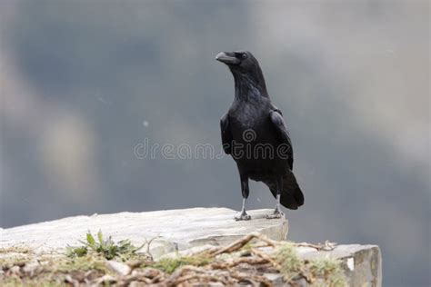 Cuervo Corax Del Corvus Foto De Archivo Imagen De Fauna 34133910