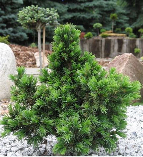 Pinus Strobus Fastigiata Columnar Eastern White Pine Artofit