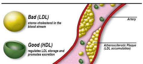 HDL And LDL How To Improve HDL Cholesterol
