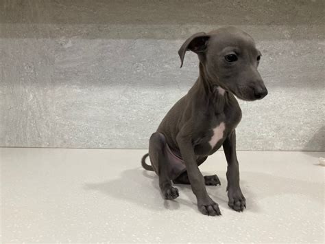 이탈리안그레이하운드 디오 시베리안허스키 비숑분양가 포메 그레이하운드분양 광주애견샵 폼스키 유기견무료입양 위례강아지분양 강아지배변훈련 도그마루 홈스쿨 강아지훈련소