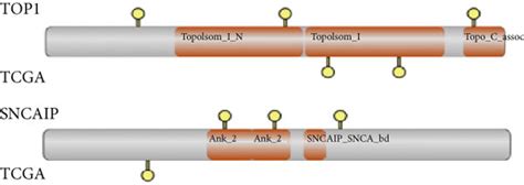 Analysis Of Differential Mutation Genes A 101 Mutated Genes Of Download Scientific Diagram