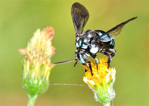 Neon Cuckoo Bee Thyreus Nitidulus