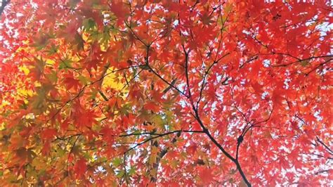 사랑에세이 전유진가수 신곡 Youtube