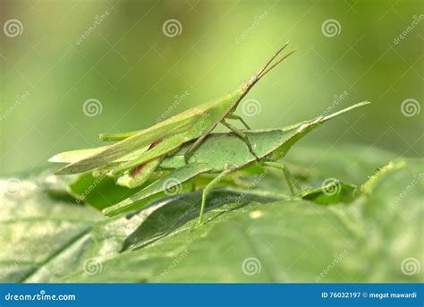 Grasshopper Stock Image Image Of Kedah Location Insect 76032197