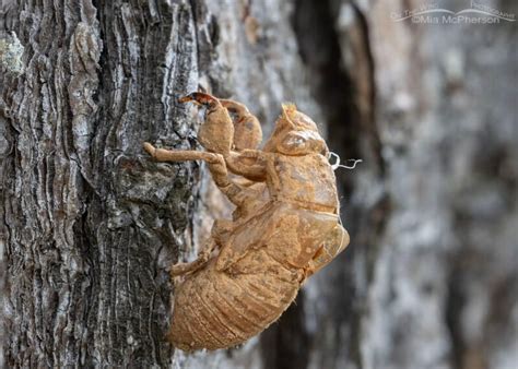 Cicada Shell And The Photographer Who Took The Image Mia Mcphersons On The Wing Photography