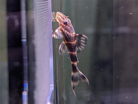 Buy L104 Clown Pleco Online In Australia Point Pleco Aquariums