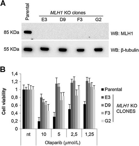 Brca2 Germline Mutations Identify Gastric Cancers Responsive To Parp Inhibitors Cancer