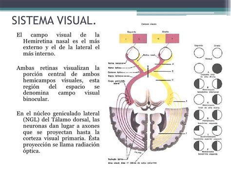El Sistema Visual