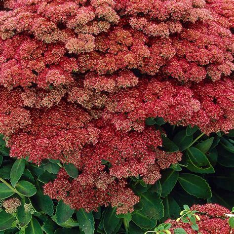 Sedum Hylotelephium Autumn Joy Yellow House Heritage Perennials