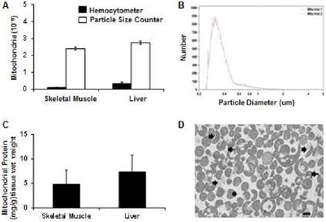 Figure 3 From Rapid Isolation And Purification Of Mitochondria For Transplantation Using Tissue