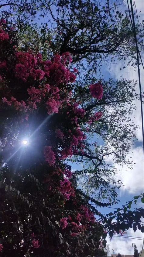 Pin Von Ansa Thapa Auf Pins By You