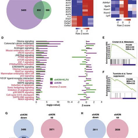 Rna Seq Analysis Reveals Genes And Pathways Targeted By Klf4 A Venn