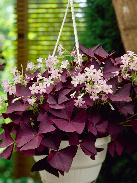 Oxalis Butterfly Plant