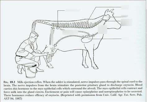 Cow Glands And Nerve Signals Test 2 Diagram Quizlet