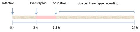 General Scheme Of Live Cell Time Lapse Recording Experiment Download Scientific Diagram