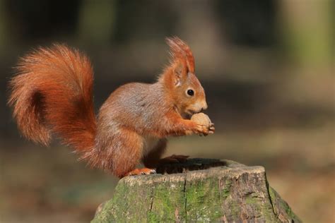 38 Types Of Squirrels Field Guide Names Photos And More Outforia