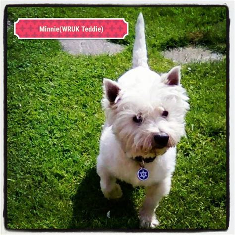 Westies For Adoption Westie Rescue Uk