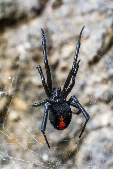 В Великобритании нашествие ядовитых пауков 2022 ВКонтакте