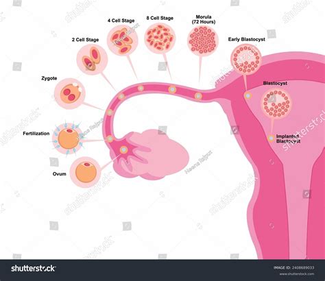 Female Reproductive System Ovulation Fertilization Process Stock Vector