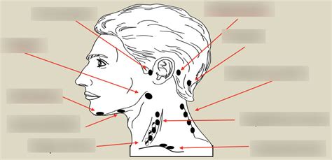 Diagram Of Lymph Nodes Head Neck Quizlet Diagram Of Lymph Nodes Head Neck Quizlet