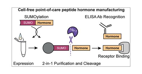 Point Of Care Peptide Hormone Production Enabled By Cell Free Protein Synthesis Acs Synthetic