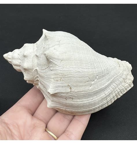 Fossils For Sale Fossils Lower Pleistocene Gastropod From Florida Usa Melongena Lindae