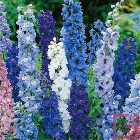 Delphinium Pac Magic F Himmelblau Blu Chiaro Vivai Marche
