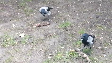 Серые вороны. Свиной хребет - наше всё! \ Hooded crows. Why pig's spine ...