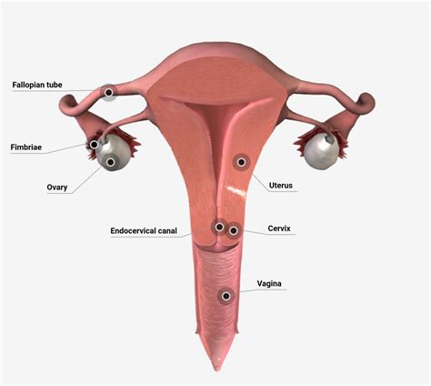 Internal Cervical Os Model Canal