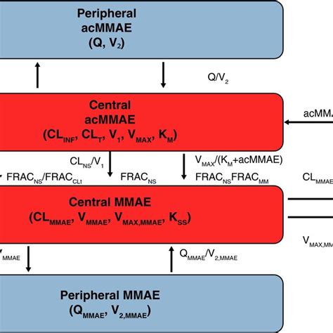 Schematic Representation Of The Structural Acmmaemmae Model