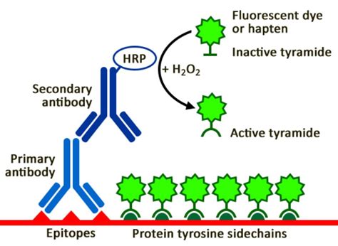 Tyramide Signal Amplification Biotium