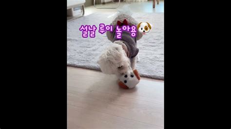 🎀 프린세스 마스코트 루이 설날에 신났습니다🐶🐶🐶🐶🐶🐶🐶프린세스붙임머리 수지구청역붙임머리 용인수지붙임머리 수원붙임머리잘하는곳 홍대붙임머리 청담동붙림머리 Youtube