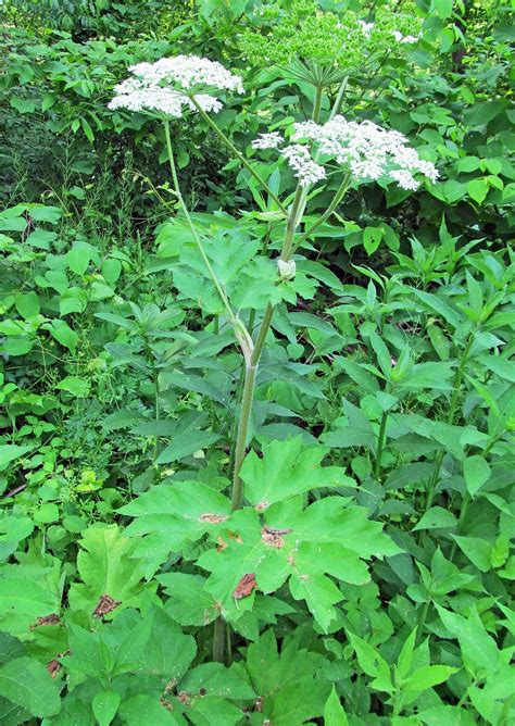 Wildflowers Of Wildflowers Of Western Pennsylvania Wild Flowers Cow Parsnip Allegheny