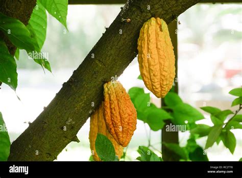 Cocoa Tree With Pods Used As Food And Drink Stock Photo Alamy