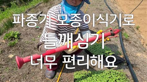 들깨 다유들깨 모종이식기 파종기로 들깨심기 Youtube