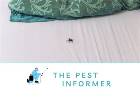 How To Keep Spiders Away While Sleeping 7 Proven Tips To Deter Spiders In Your Bedroom